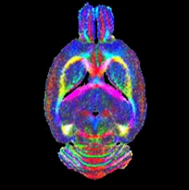 ParaVision 360 Programming Course | Bruker