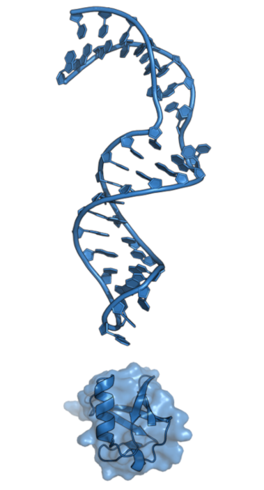NMR for Functional & Structural Biology Research | Bruker