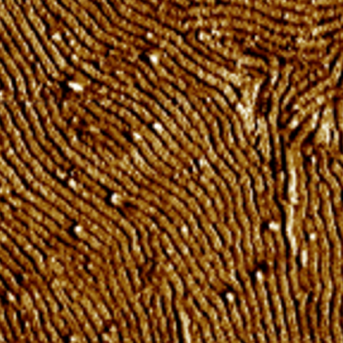 What Can AFM Do for Polymer Research? | Bruker