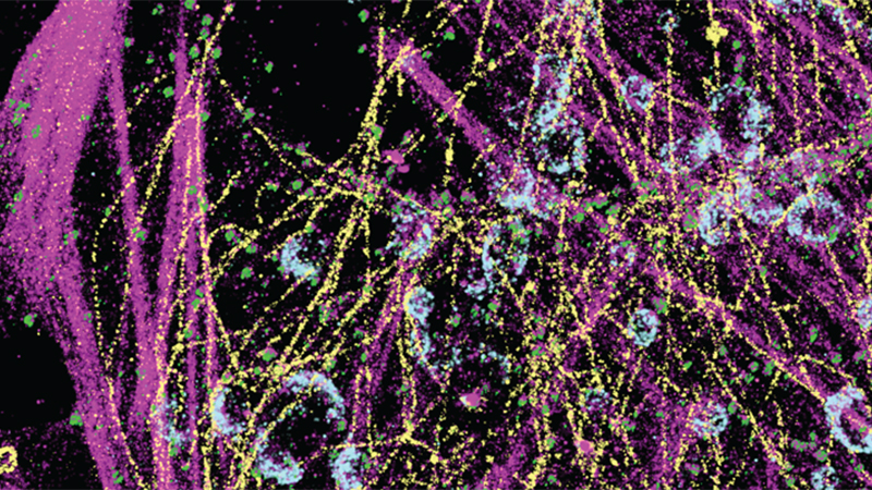 Automated multiplexed 3D Super-Resolution cell Imaging with DNA-PAINT ...
