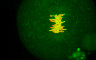 Light-Sheet Microscopy in the Study of Embryogenesis | Bruker