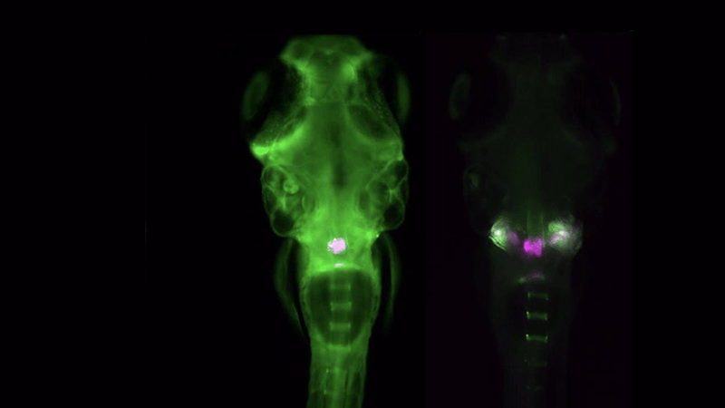 Advances in Microscopy: A Gateway to Enhanced Research, Drug ...
