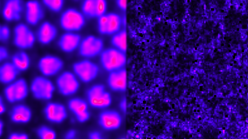 Spatiotemporal Imaging With Light Sheet Microscopy Having Your Cake And Eating It Too Bruker
