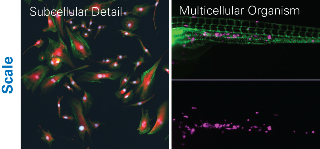 Acquifer IM | Bruker