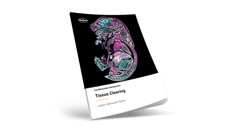 E-Book: Tissue Clearing | Bruker