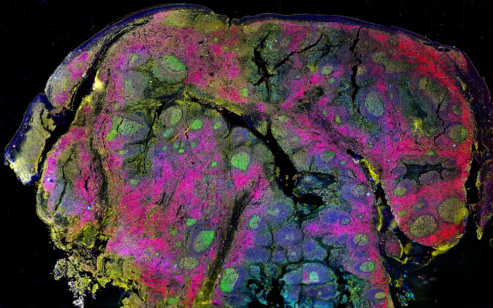 Canopy Biosciences CellScape | Bruker