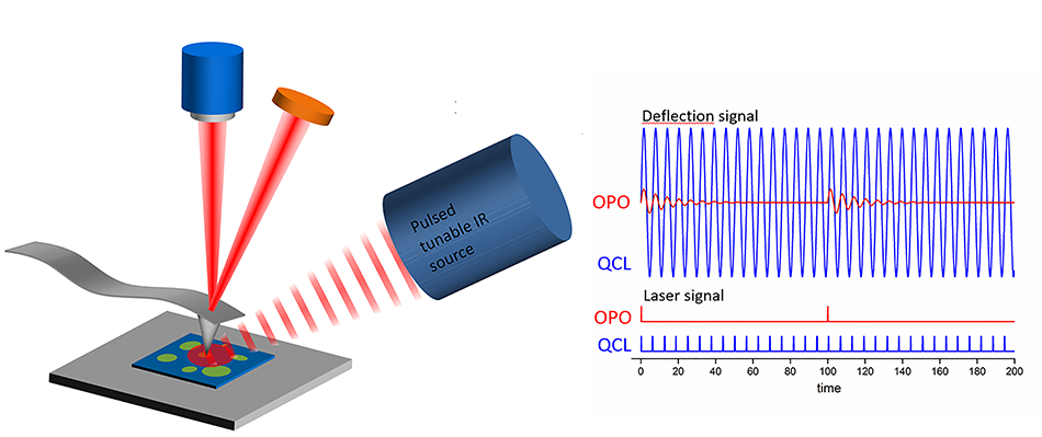 Utilizing Nanoscale IR Spectroscopy to Characterize Biological Samples ...