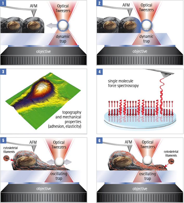 OT-AFM Combi-System | Bruker