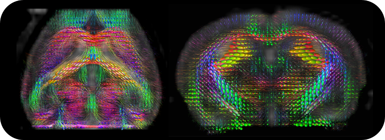 BioSpec | Modular MRI | MRI Animal Research | Bruker