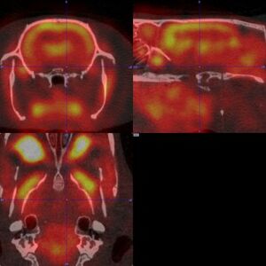 PET/CT | PET System | Preclincal CT | Total Body | Bruker
