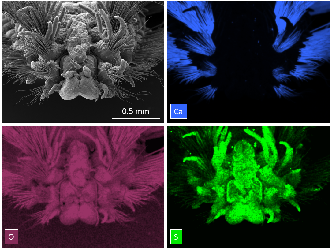 Elemental Mapping of Marine Organisms using SEM EDS | Bruker