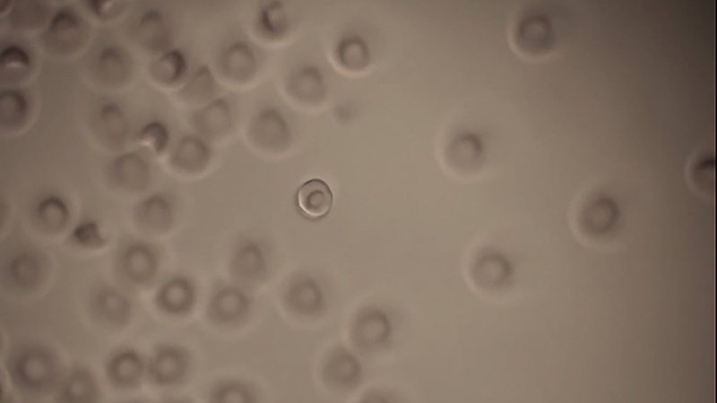 BioAFM Applications Gallery: Nanomanipulation & Nanolithography | Bruker