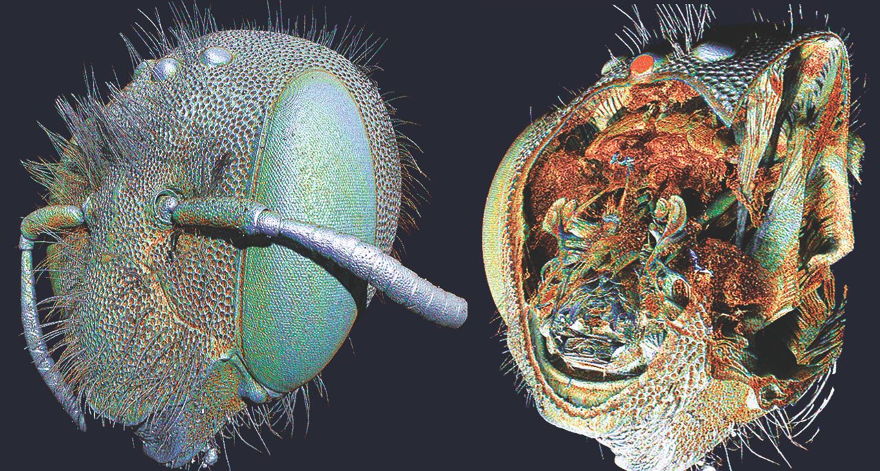 High Resolution 3D X-ray Microscopy | Solutions | SKYSCAN 1272 | Bruker
