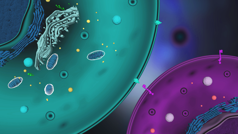 Cell-Cell and Cell-Surface Interactions | Bruker