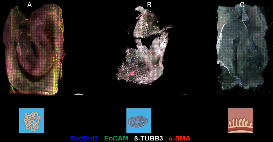 AN2004 Imaging Complex Structure with Luxendo Light-Sheet Microscopy ...