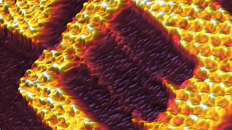 BioAFM Applications Gallery: High-Speed Imaging | Bruker