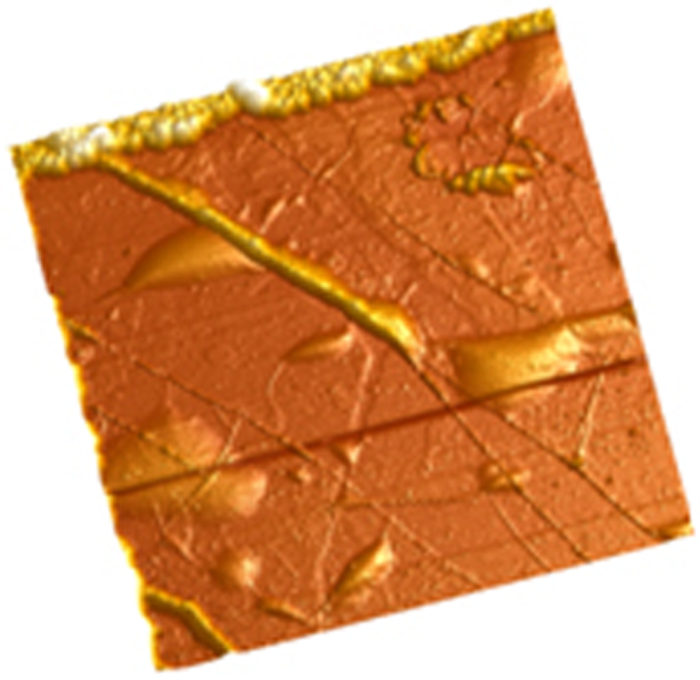 Electrochemical AFM (EC-AFM) | Bruker