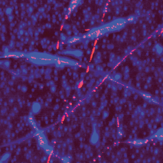 Dimension FastScan AFM | Bruker