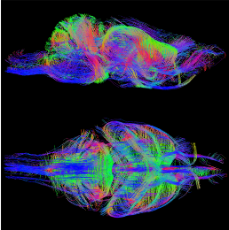 MR Microscopy & MR Diffusion | Bruker