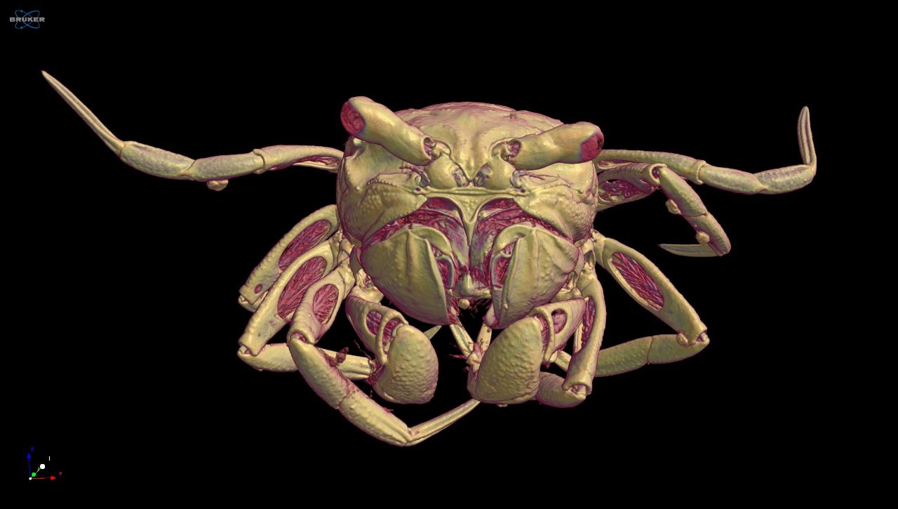 High Resolution 3D X-ray Microscopy | Solutions | SKYSCAN 1272 | Bruker