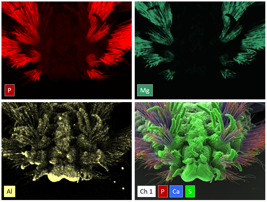 Elemental Mapping of Marine Organisms using SEM EDS | Bruker