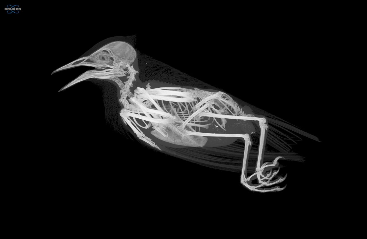 High Capacity 3D X-ray Microscopy | Solutions | SKYSCAN 1273 | Bruker