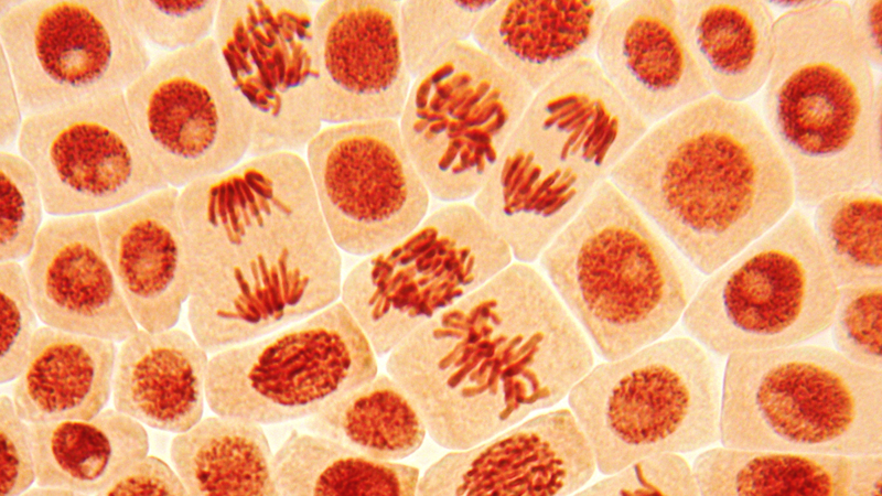 Live-Cell Research | Bruker