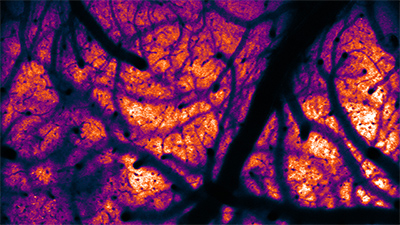 Exploring in vivo Neural Circuit Activity with Simultaneous All Optical ...
