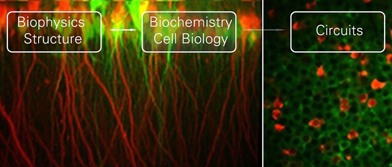Linking Synaptic Specificity to Hippocampal Circuit Function | Bruker