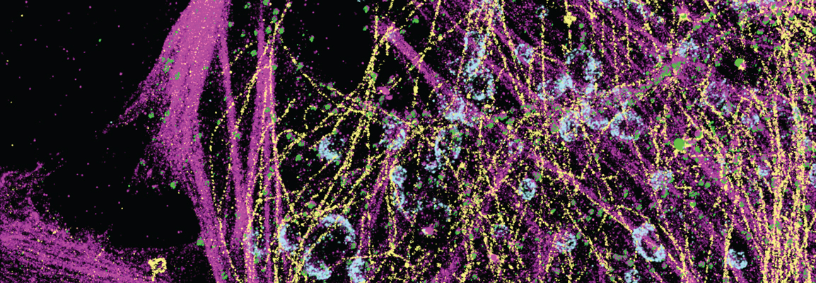 Automated multiplexed 3D Super-Resolution cell Imaging with DNA-PAINT ...