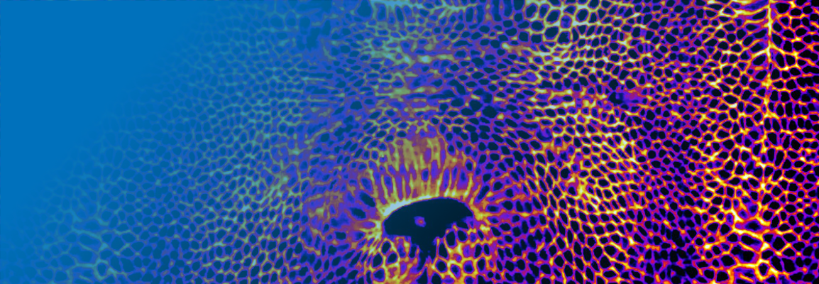 Studying Morphogenetic Waves with Photo Manipulation Coupled to Multi ...