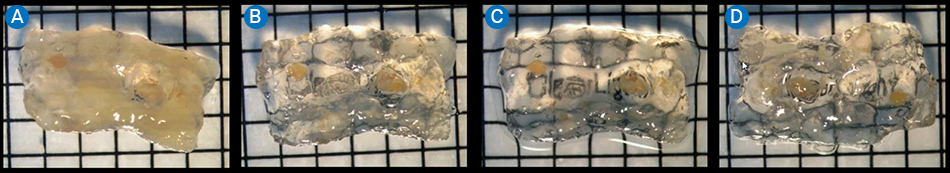 Webinar Recap: Imaging Complex Structure with Luxendo Light-Sheet ...