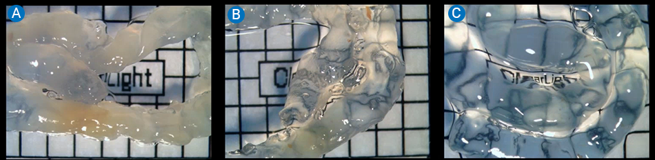 Webinar Recap: Imaging Complex Structure with Luxendo Light-Sheet ...