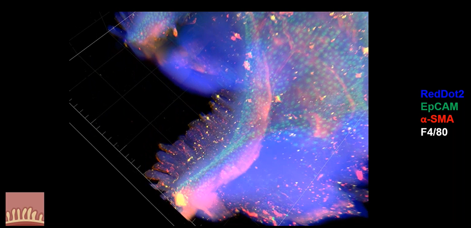 AN2004 Imaging Complex Structure with Luxendo Light-Sheet Microscopy ...