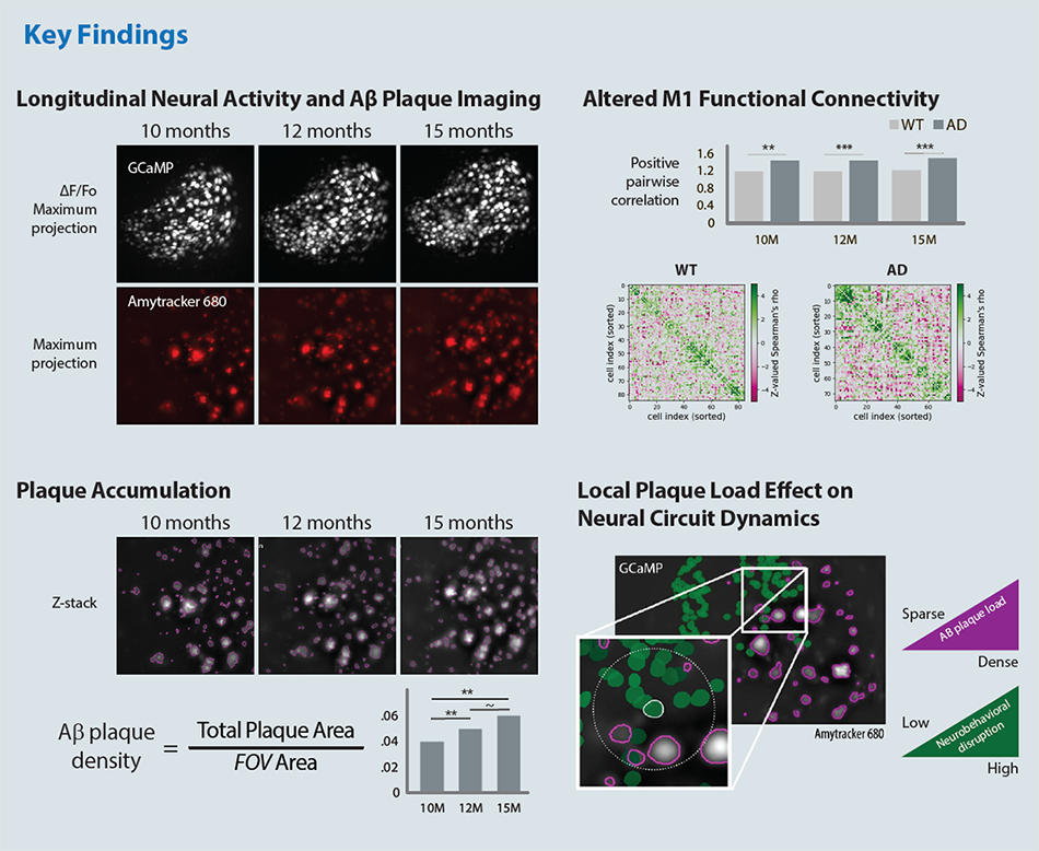 Case Study: Disease Model Phenotyping and Efficacy Assessment for ...