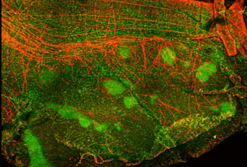 Ultima Investigator Plus | Bruker