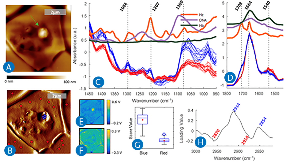 Utilizing Nanoscale IR Spectroscopy to Characterize Biological Samples ...