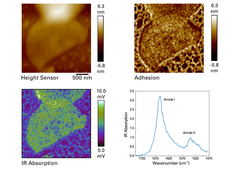 Resonance Enhanced Force Volume AFM-IR (REFV AFM-IR) | Bruker