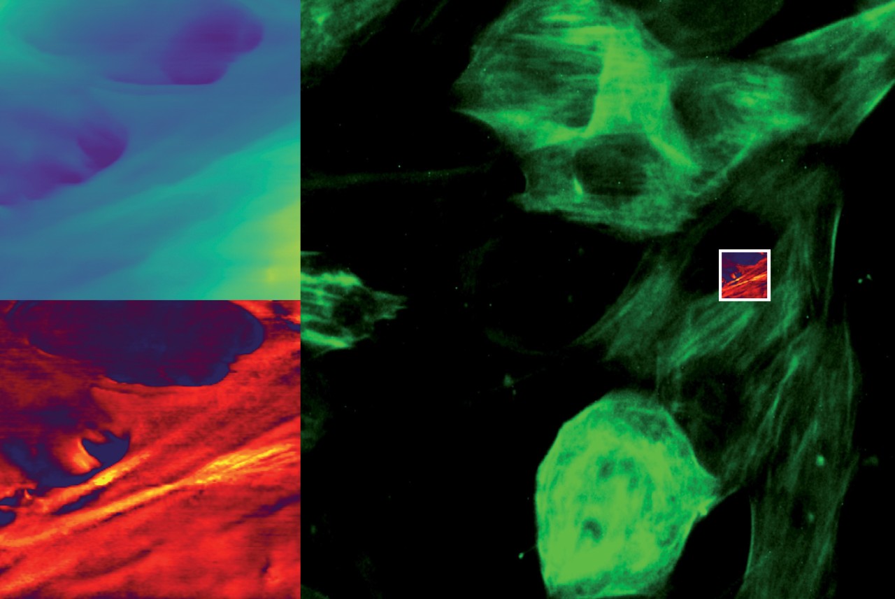 JPK NanoWizard V BioScience AFM | Bruker