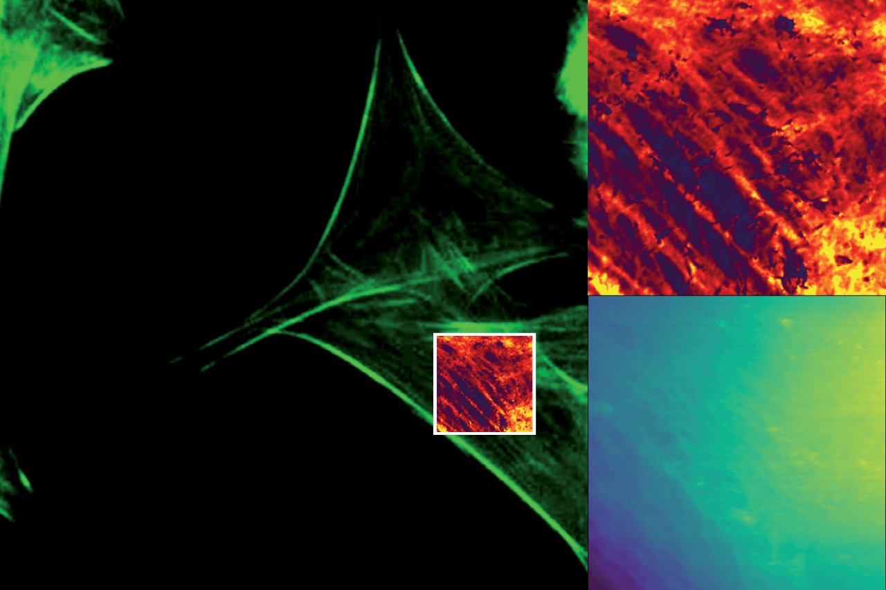 JPK NanoWizard V BioScience AFM | Bruker