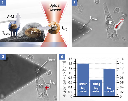 OT-AFM Combi-System | Bruker