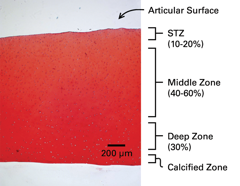 Characterization of the Elastic Properties of Cartilage Tissue by ...